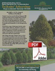 Technito® Arborvitae | Johnson's Nursery | KB