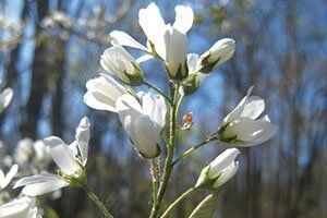 Downy Serviceberry | Johnson's Nursery | KB