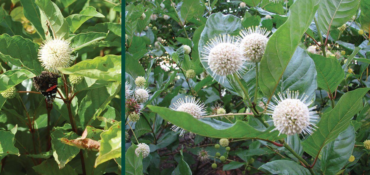 Buttonbush | Johnson's Nursery | KB