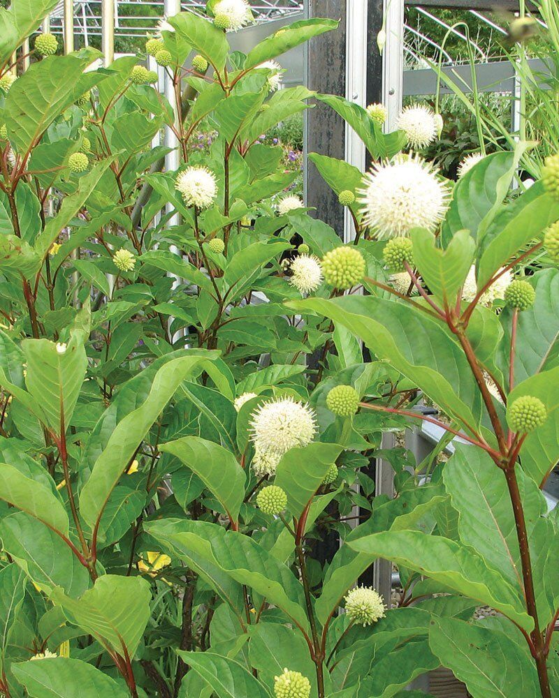 Buttonbush | Johnson's Nursery | KB