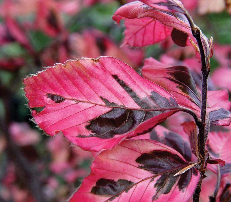 Tricolor European Beech | Johnson's Nursery | KB