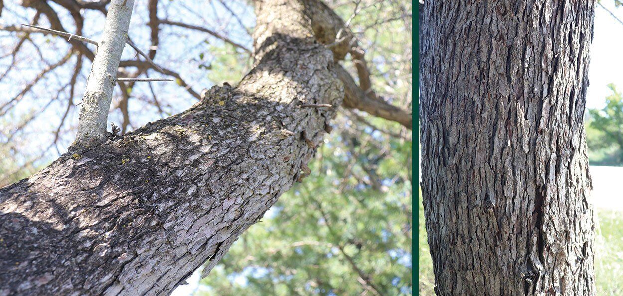 Cockspur Hawthorn | Johnson's Nursery | KB