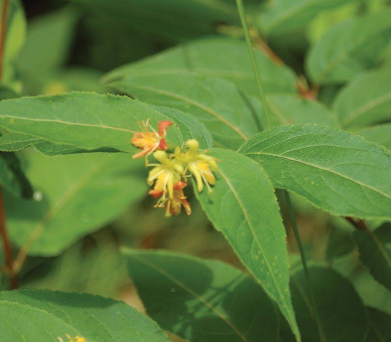 Wisconsin Native Shrubs | Johnson's Nursery | Knowledgebase