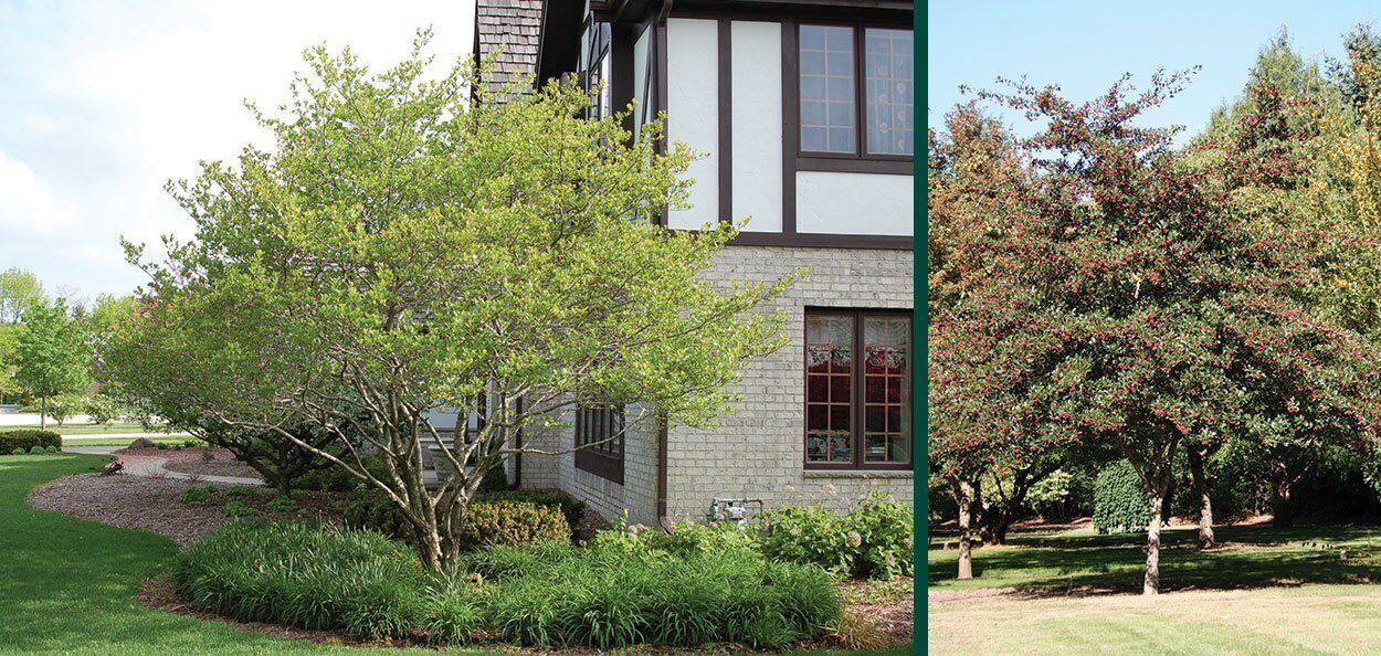 Cockspur Hawthorn | Johnson's Nursery | KB