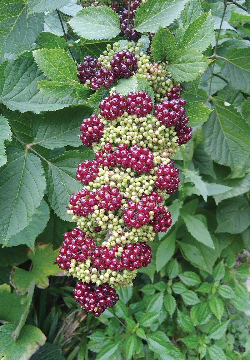 Spikenard | Johnson's Nursery | KB