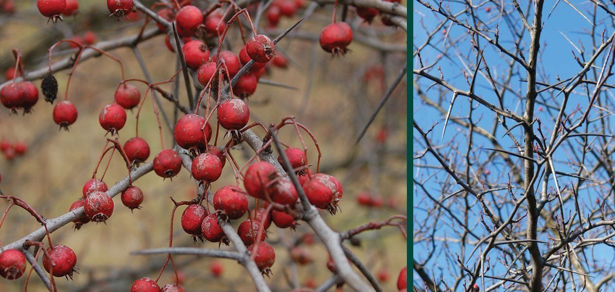 Cockspur Hawthorn | Johnson's Nursery | KB