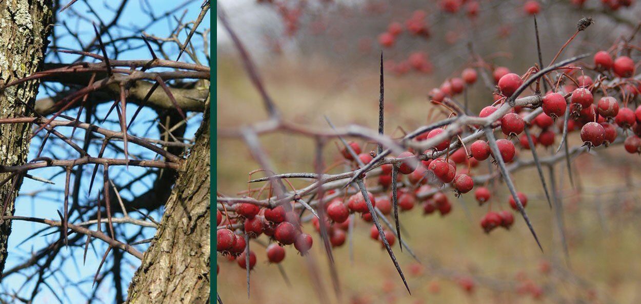Cockspur Hawthorn | Johnson's Nursery | KB