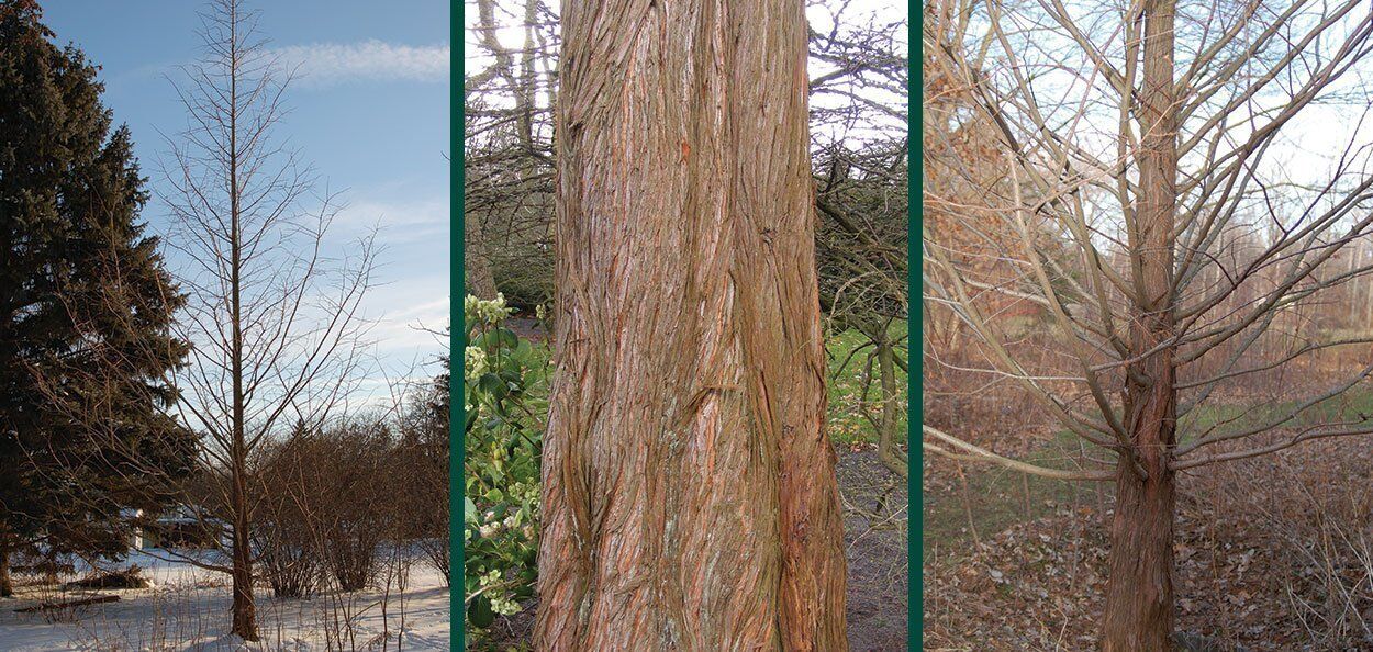 Dawn Redwood | Johnson's Nursery | KB