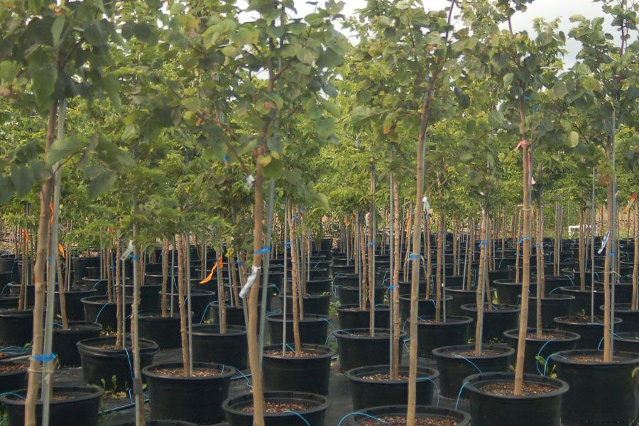 Container Grown Trees | Johnson's Nursery | KB