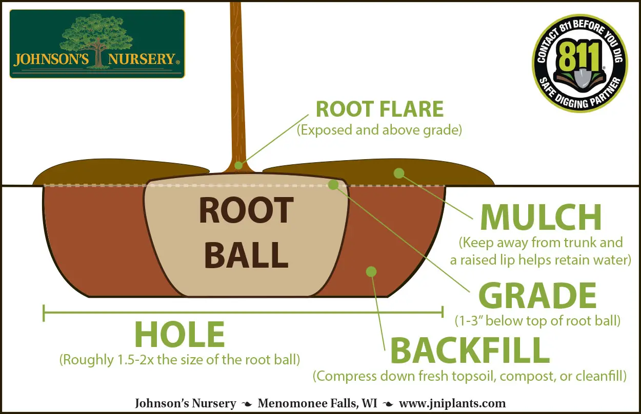 Planting Trees, Evergreens & Shrubs | Johnson's Nursery | KB