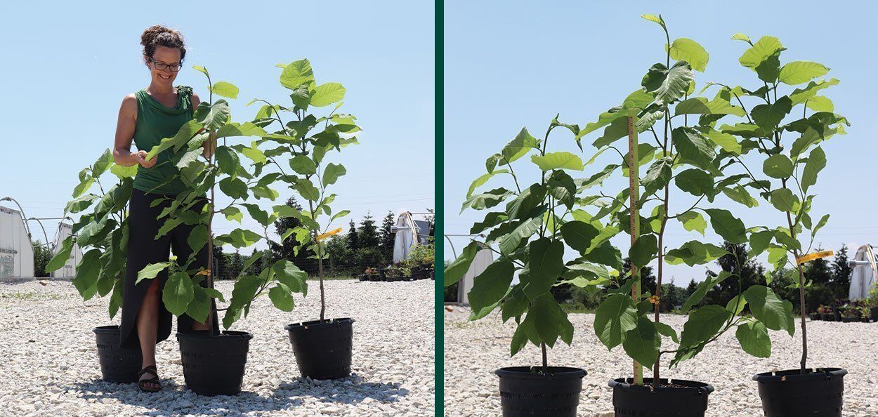 Cucumbertree Magnolia | Johnson's Nursery | KB