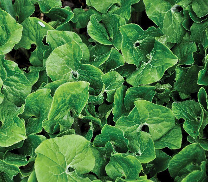 Canada Wild Ginger | Johnson's Nursery | KB