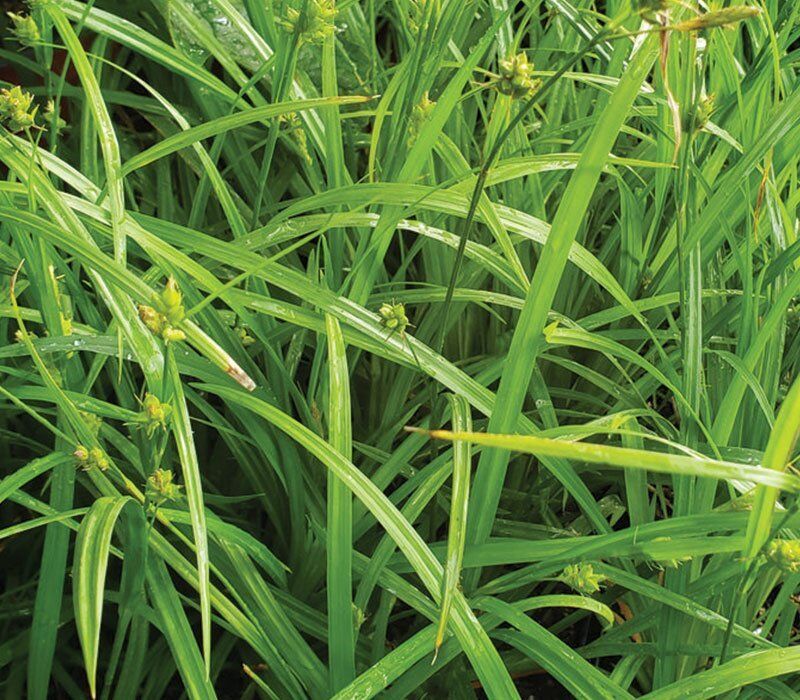 Common Wood Sedge | Johnson's Nursery | KB