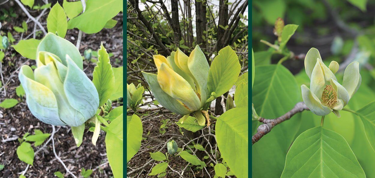 Cucumbertree Magnolia | Johnson's Nursery | KB