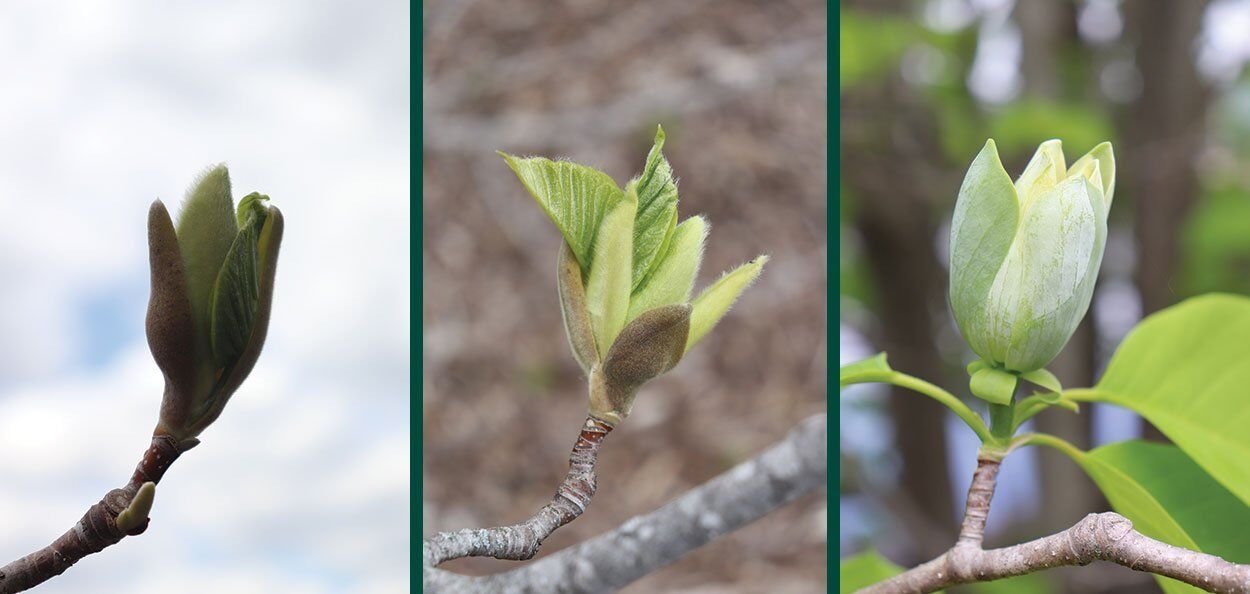 Cucumbertree Magnolia | Johnson's Nursery | KB