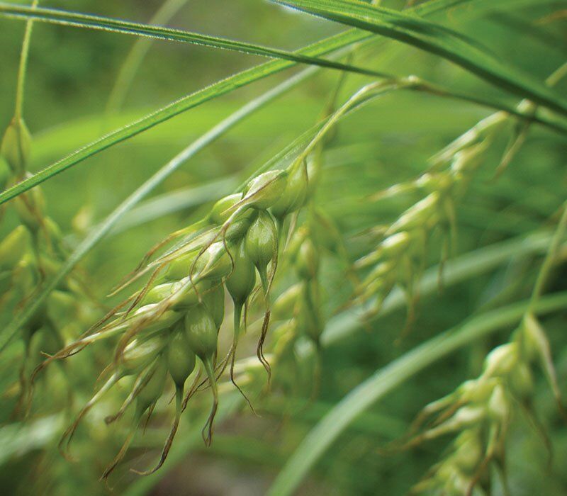 Wisconsin Native Grasses | Johnson's Nursery | Knowledgebase