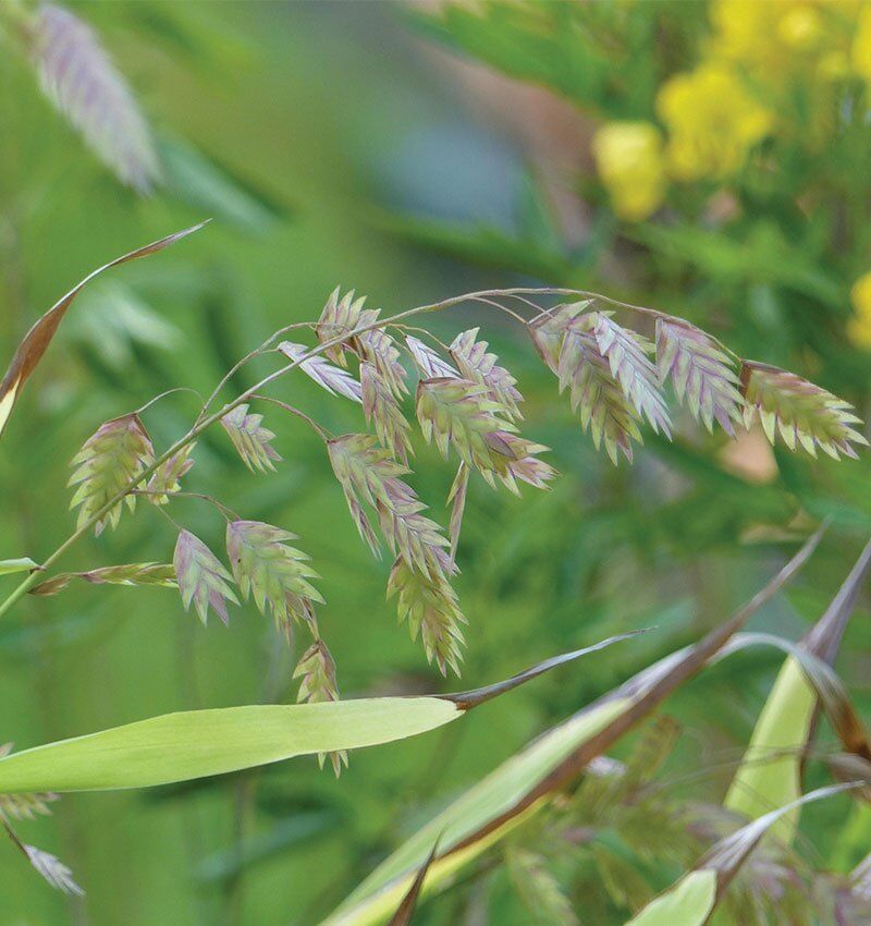 Northern Sea Oats | Johnson's Nursery | Knowledgebase