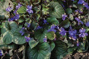 Alpine Violet | Johnson's Nursery | KB