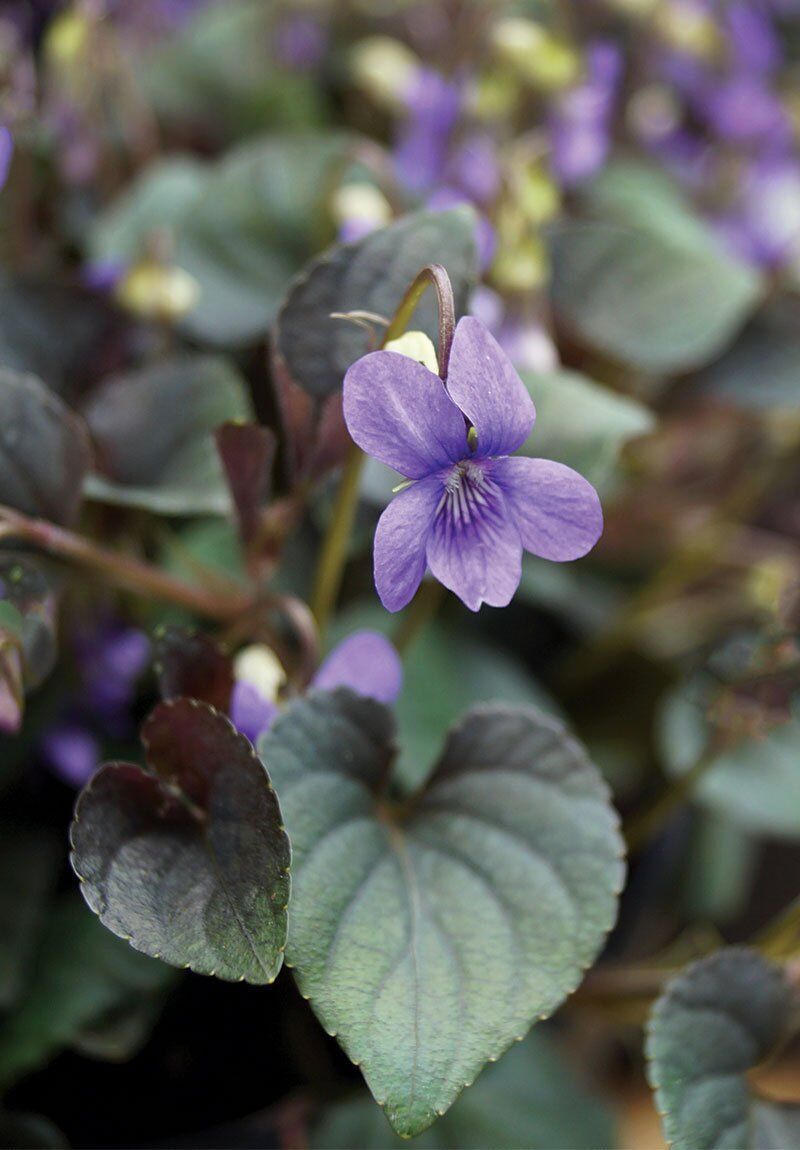 Alpine Violet | Johnson's Nursery | KB
