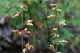 Prairie Alumroot | Johnson's Nursery | KB