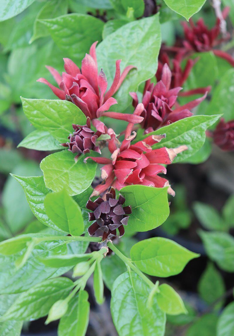 Common Sweetshrub | Johnson's Nursery | KB