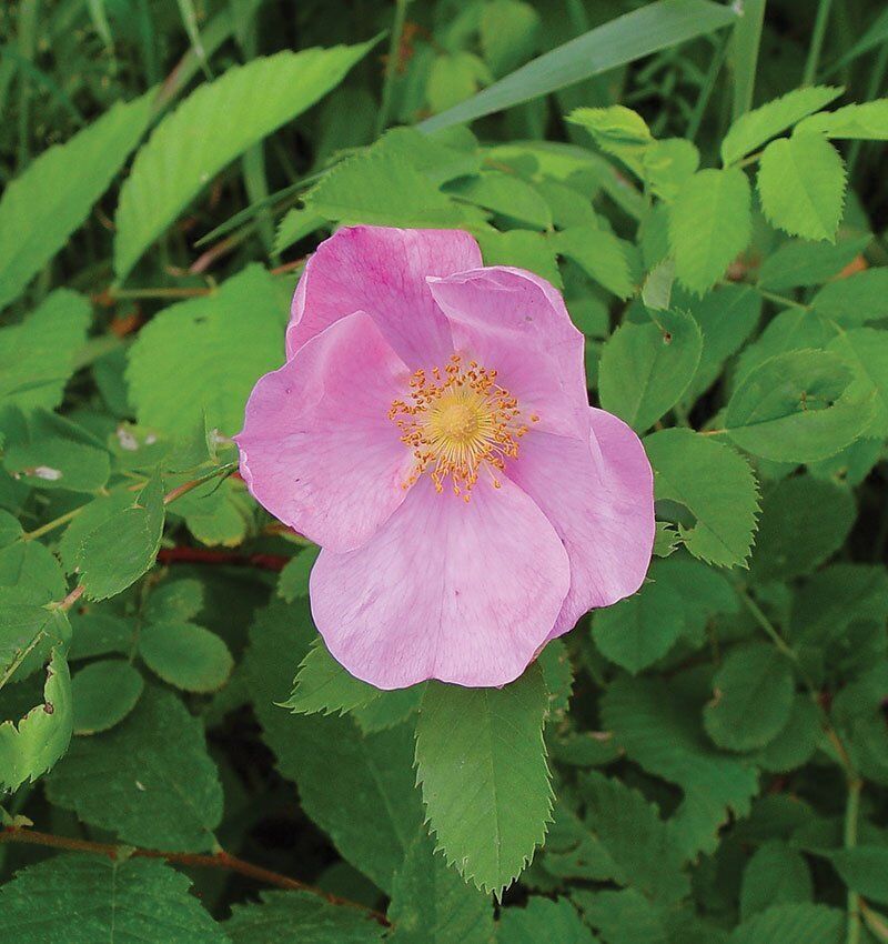 Wisconsin Native Shrubs | Johnson's Nursery | Knowledgebase