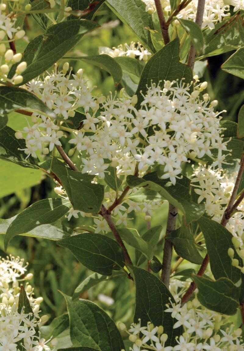 Wisconsin Native Shrubs | Johnson's Nursery | Knowledgebase