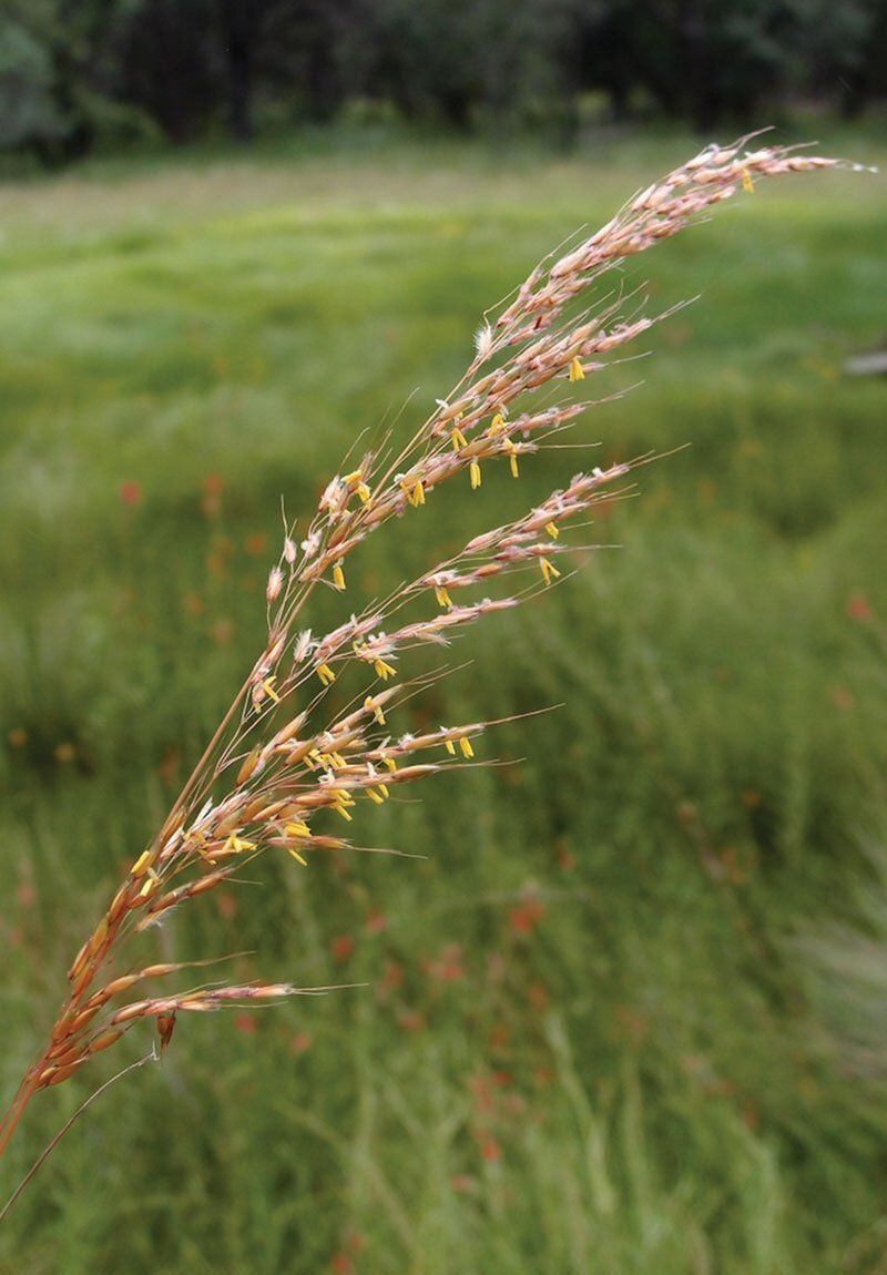 Wisconsin Native Grasses | Johnson's Nursery | Knowledgebase