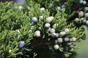 Eastern Red Cedar | Johnson's Nursery | KB