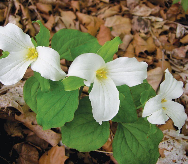Large White Trillium | Johnson's Nursery | KB