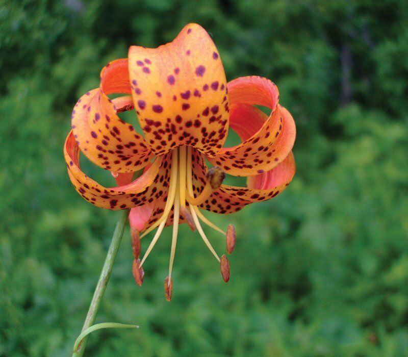 Michigan Lily | Johnson's Nursery | KB