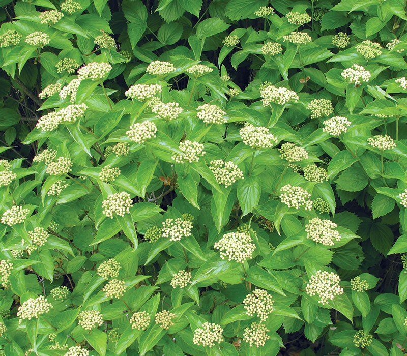 Wisconsin Native Shrubs | Johnson's Nursery | Knowledgebase