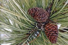 Red Pine | Johnson's Nursery | KB