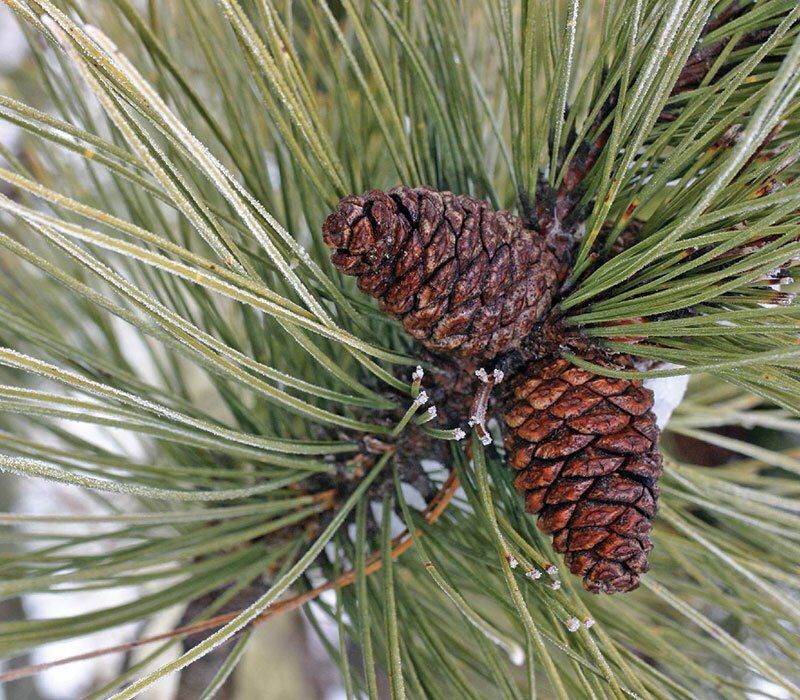 Red Pine | Johnson's Nursery | KB