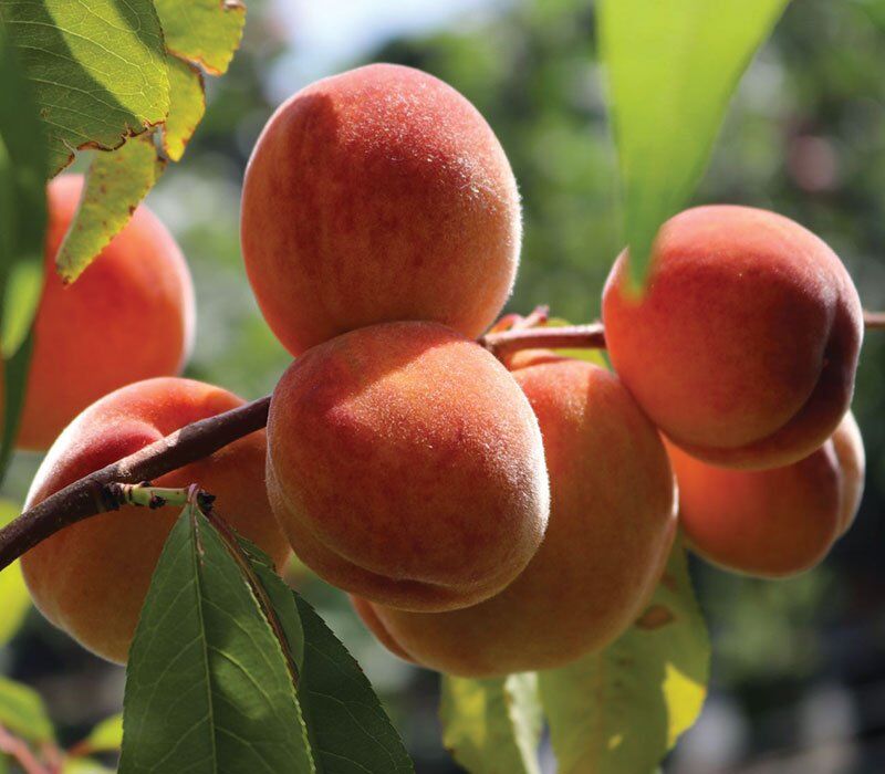 Redhaven Peach | Johnson's Nursery | Knowledgebase