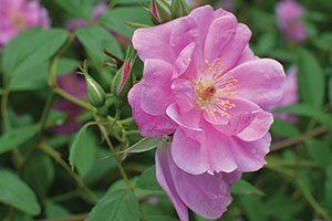 Swamp Rose | Johnson's Nursery | KB
