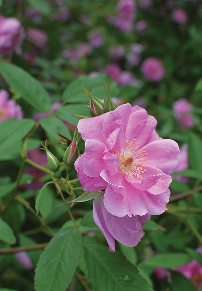 Swamp Rose | Johnson's Nursery | KB
