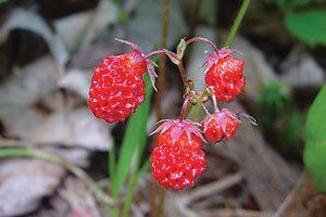 Wild Strawberry | Johnson's Nursery | KB
