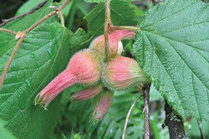 Beaked Hazelnut | Johnson's Nursery | KB