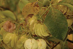 Hoptree | Johnson's Nursery | KB