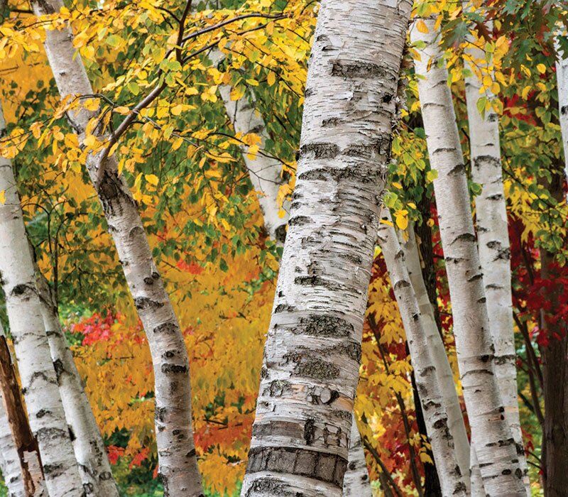 Paper Birch | Johnson's Nursery | KB