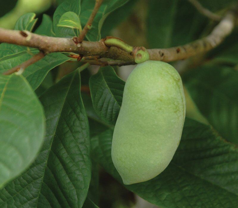 Paw Paw | Johnson's Nursery | KB