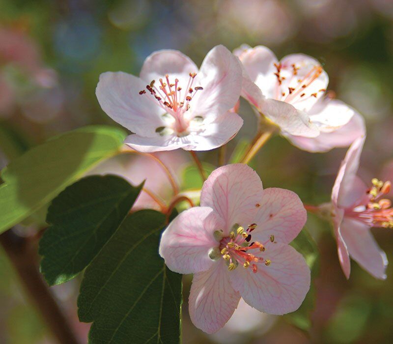 Prairie Crabapple | Johnson's Nursery | KB