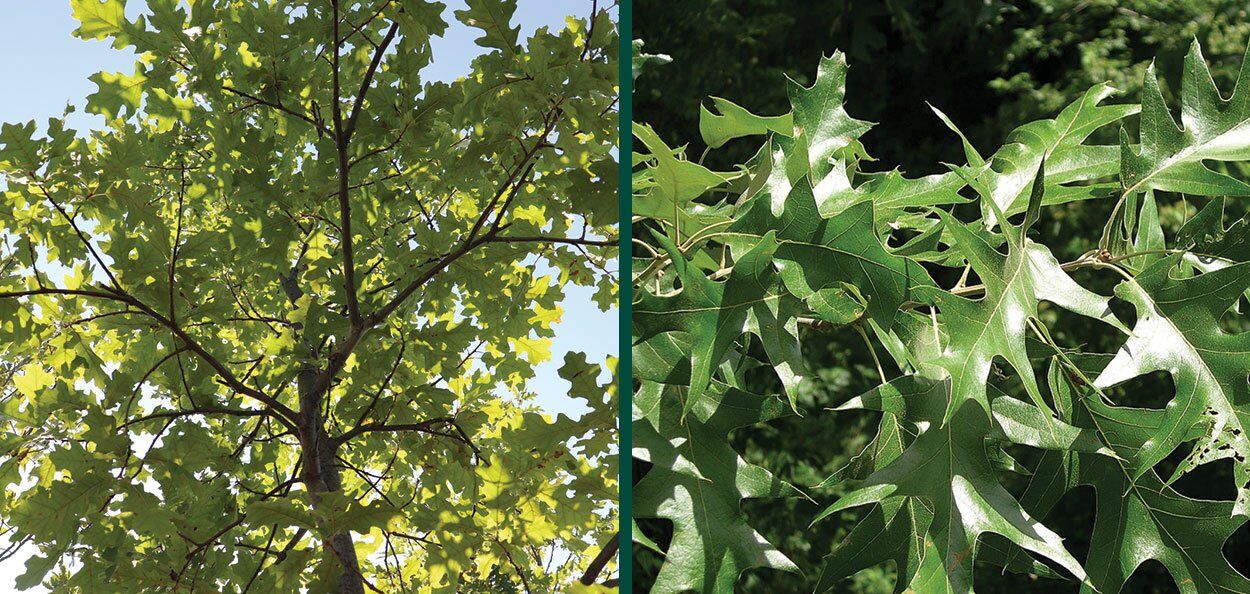 Black Oak | Johnson's Nursery | KB