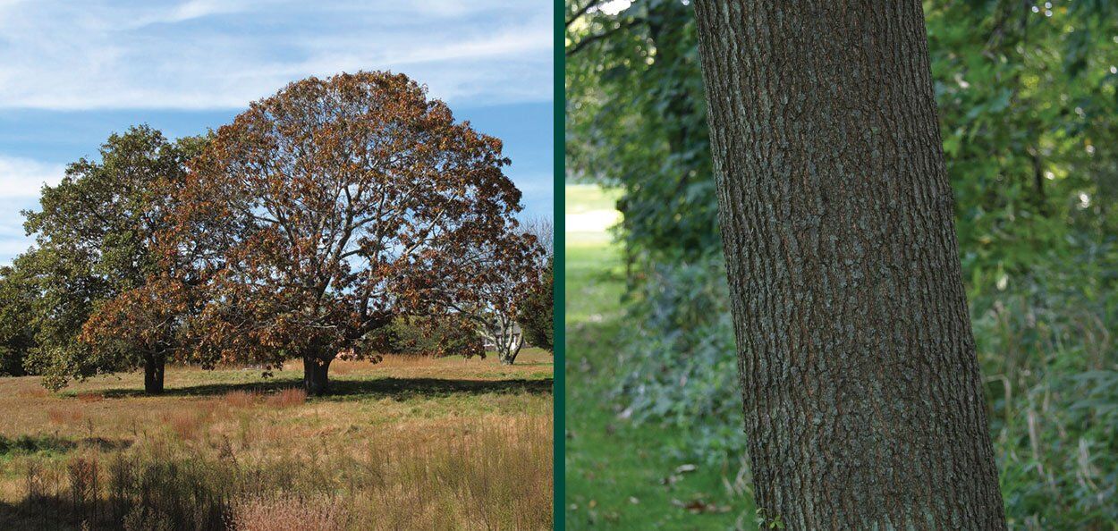 Black Oak | Johnson's Nursery | KB