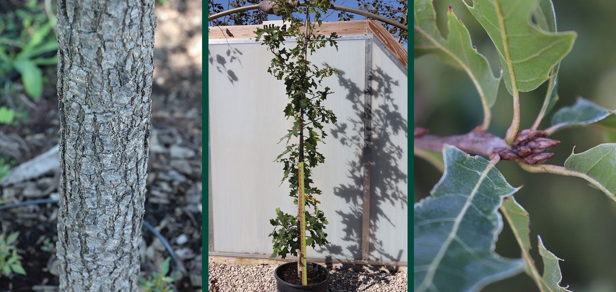 Black Oak | Johnson's Nursery | KB