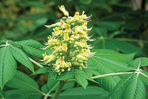 Ohio Buckeye | Johnson's Nursery | KB