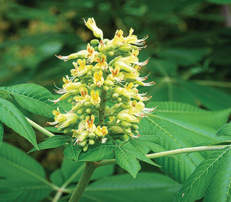 Ohio Buckeye | Johnson's Nursery | KB