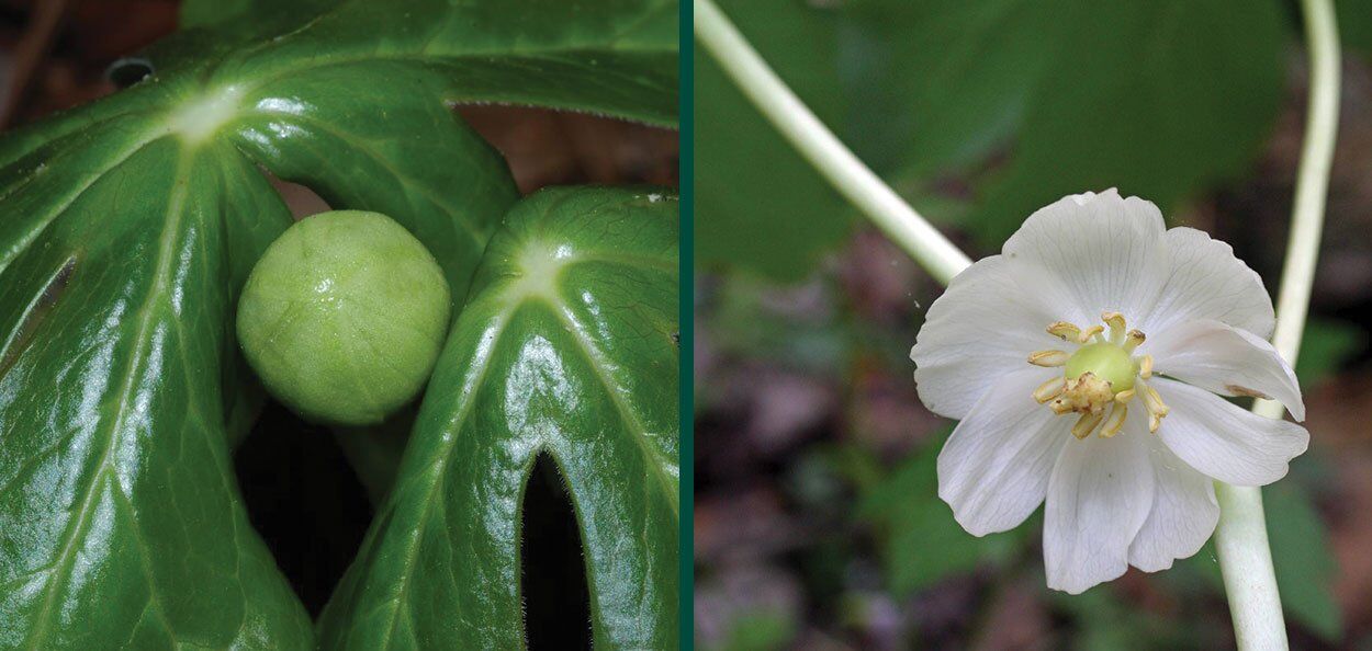 Mayapple | Johnson's Nursery | KB