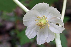 Mayapple | Johnson's Nursery | KB